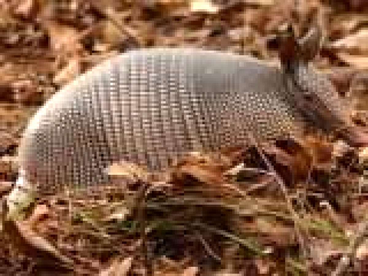 Cachicamo o armadillo asado, Receta Petitchef