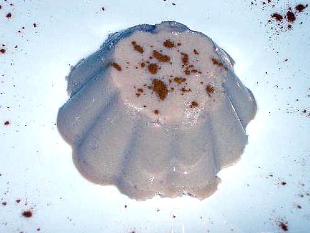 Coco con Sal - 234 recetas - Petitchef - página 10