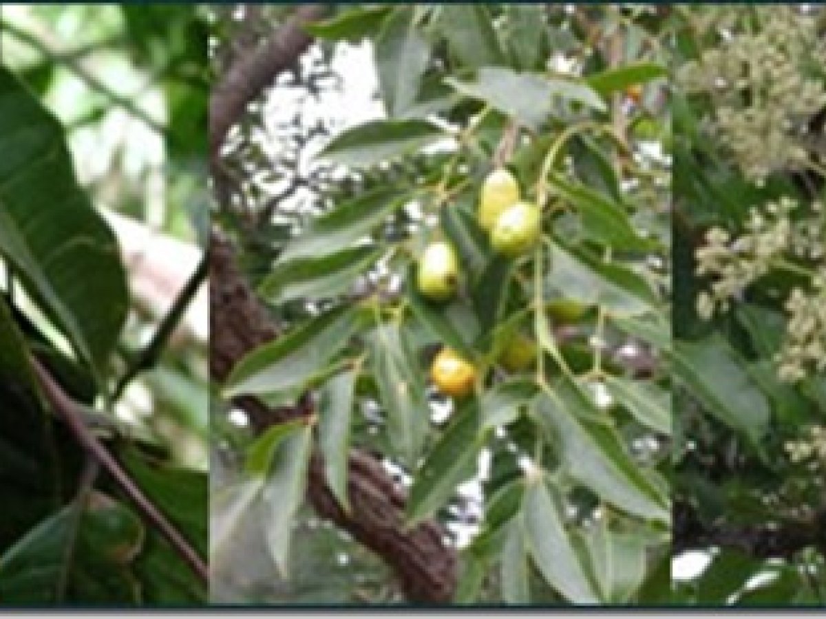 Receta de agua de jobito (jobo) ciruela de monte fácil
